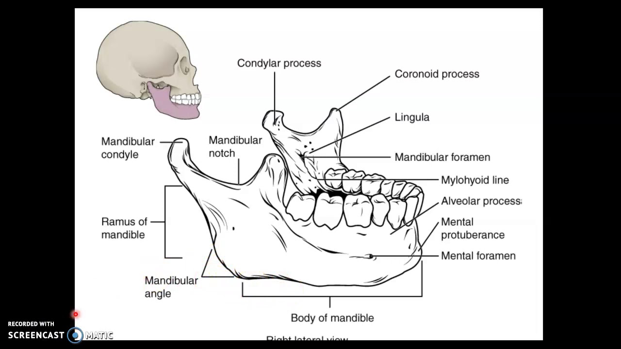 Chapter 7C - Axial Skeleton - Facial Bones 1 - YouTube
