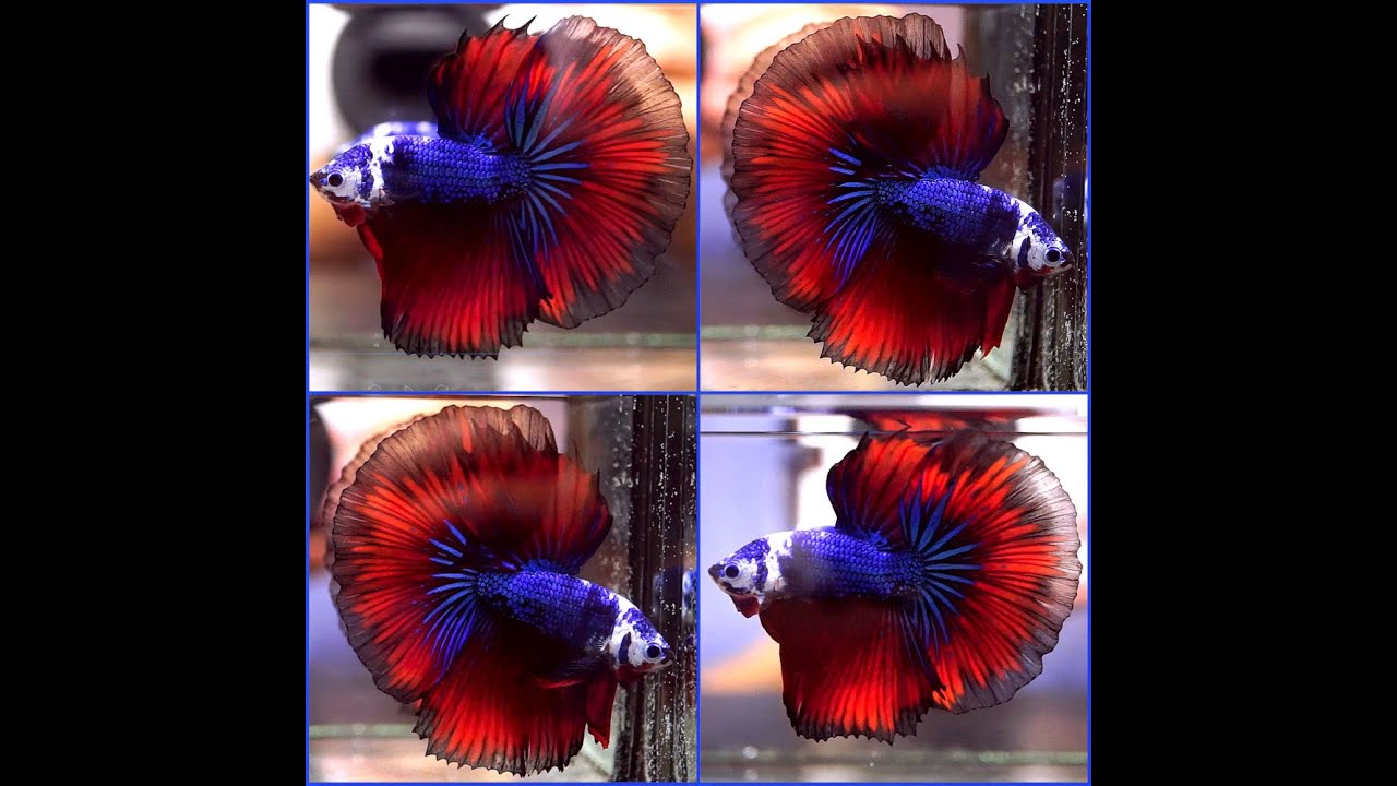 Betta Fish MONSTER MASK ADMIRAL BLUE SUPER RED Black Banding Halfmoon ...