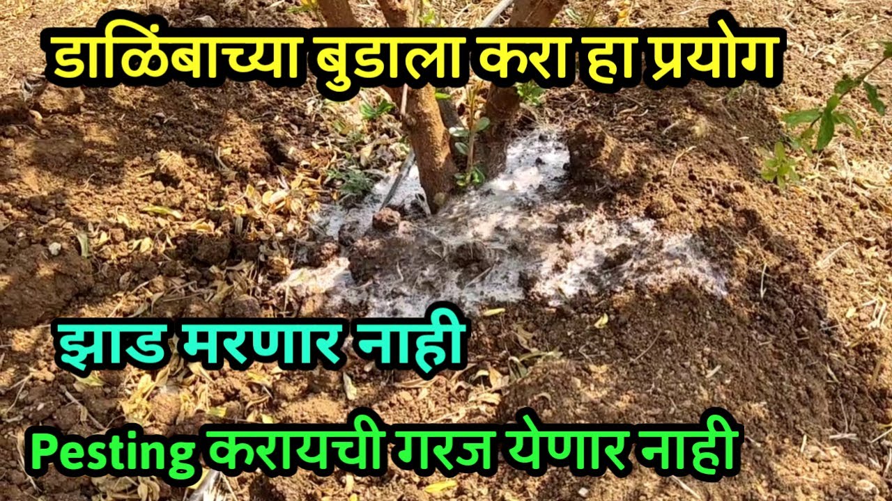 डाळिंब मर रोग उपाय || डाळिंबाच्या खोडवर नवीन प्रयोग || Pesting ची गरज ...