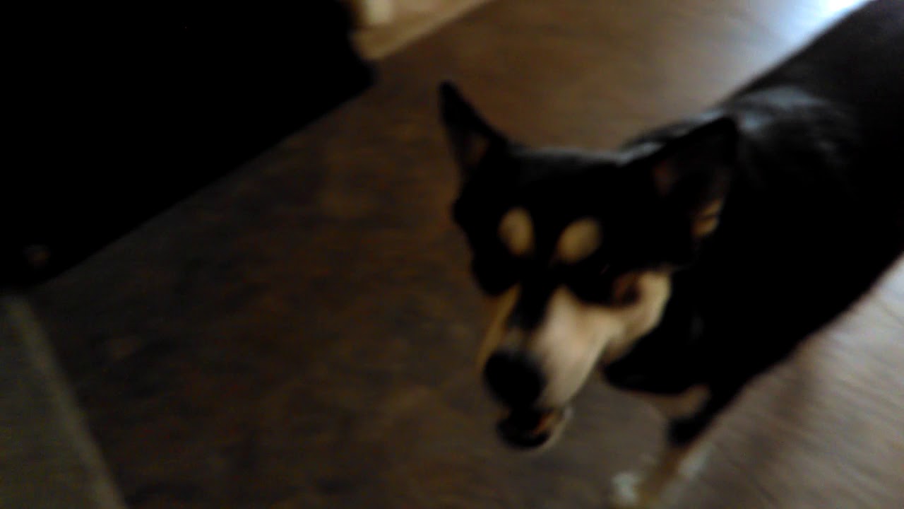 Mayhem Arooo the dog - YouTube