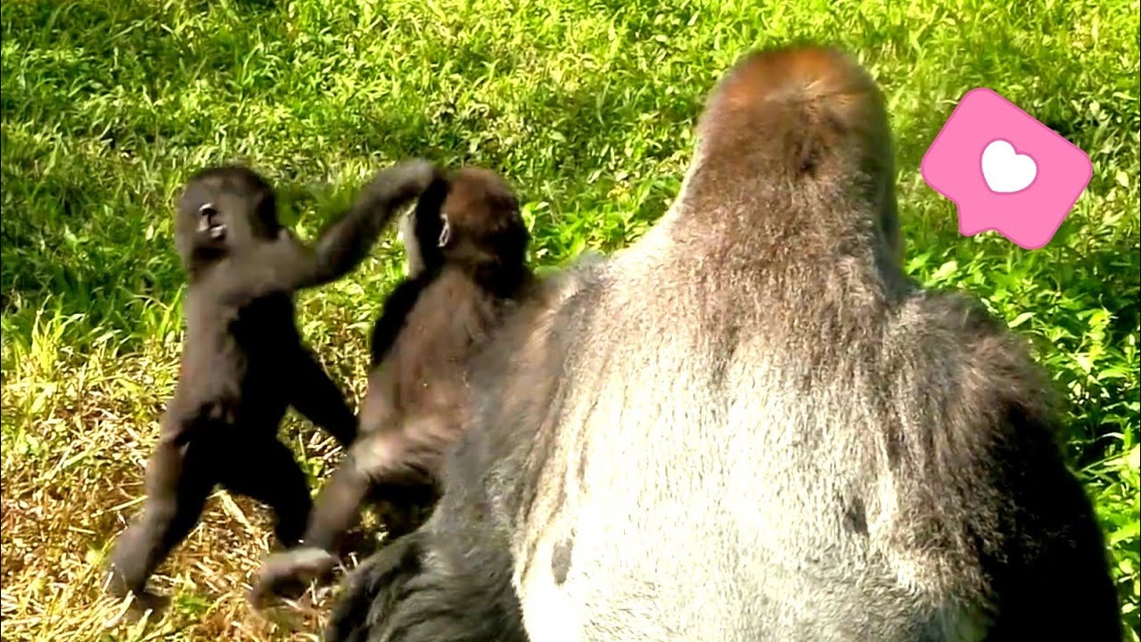 Two kids playing, D'jeeco guarding them|D'jeeco Family|Gorilla|Taipei ...