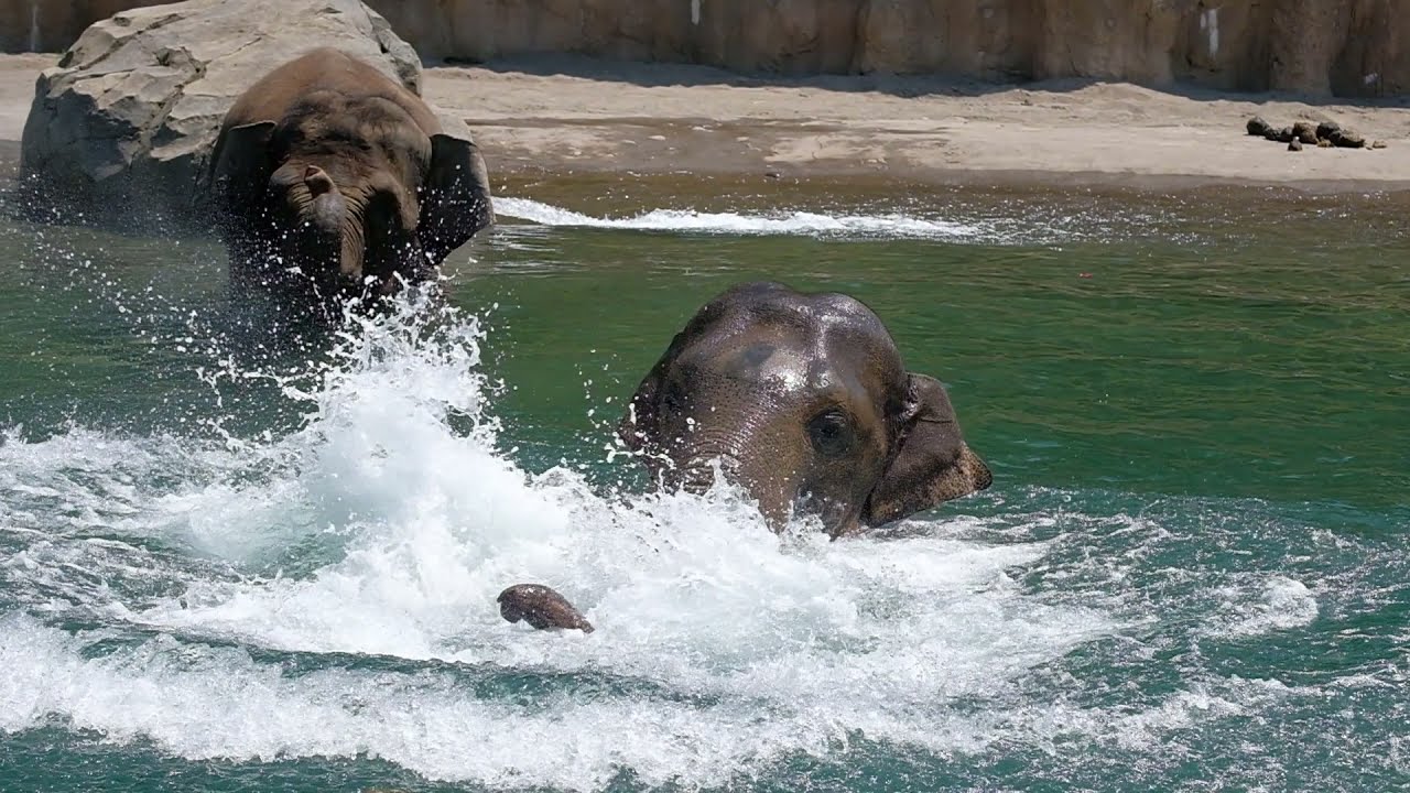 [HD] Slow Motion of Elephants Playing at the Portland Oregon Zoo. - YouTube