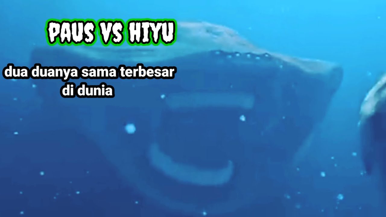 The Blood vs EL Gran maja-Labatalla ikan paus vs huyu terbesar di dunia ...