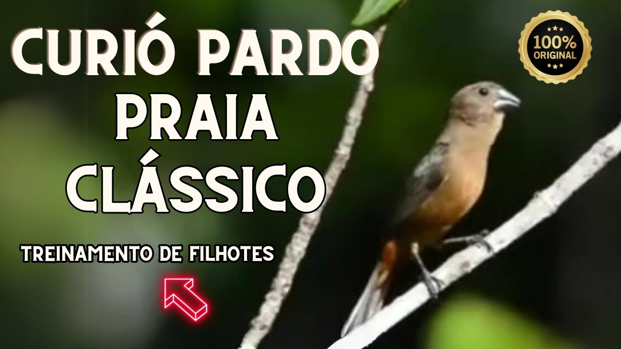 Curió canto praia grande clássico perfeito para filhotes! - YouTube