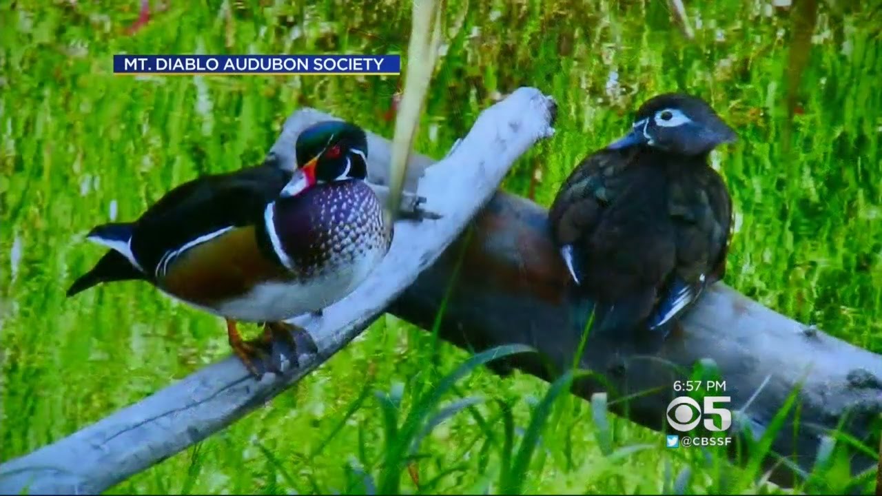Wood Ducks Make Remarkable Recovery In East Bay - YouTube