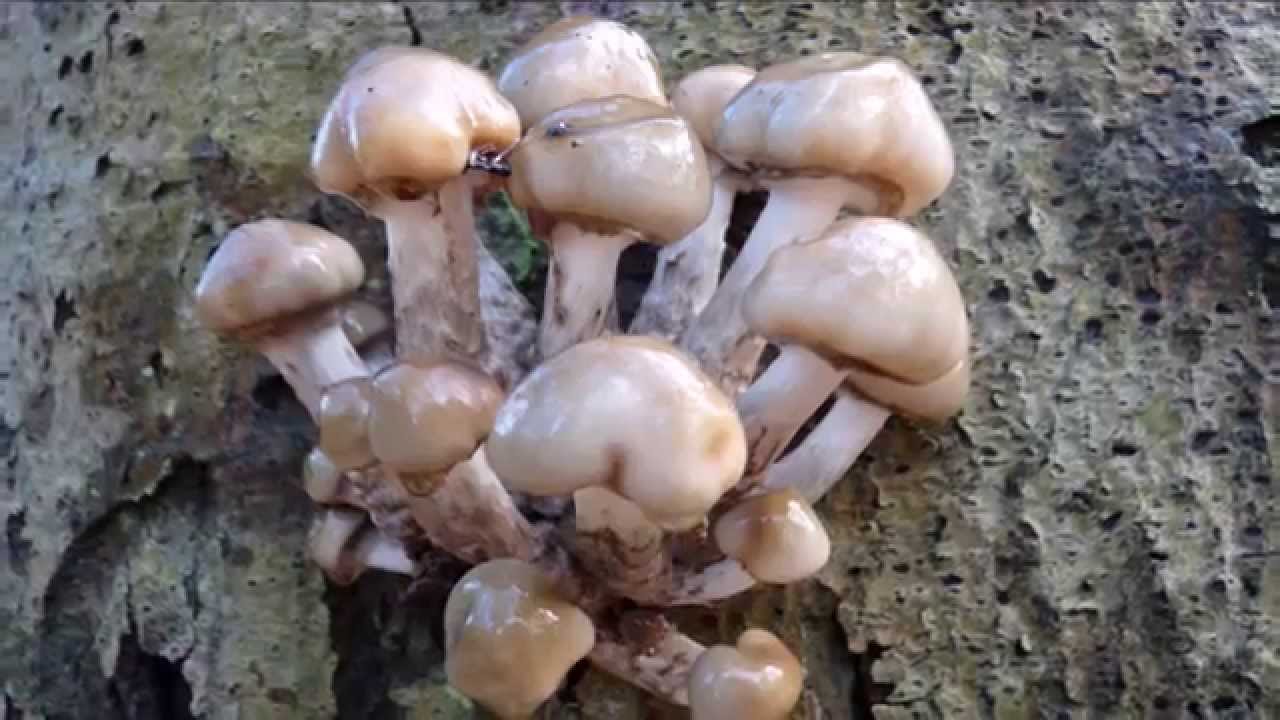 Mushrooms and Fungi Full-HD 1080 - YouTube