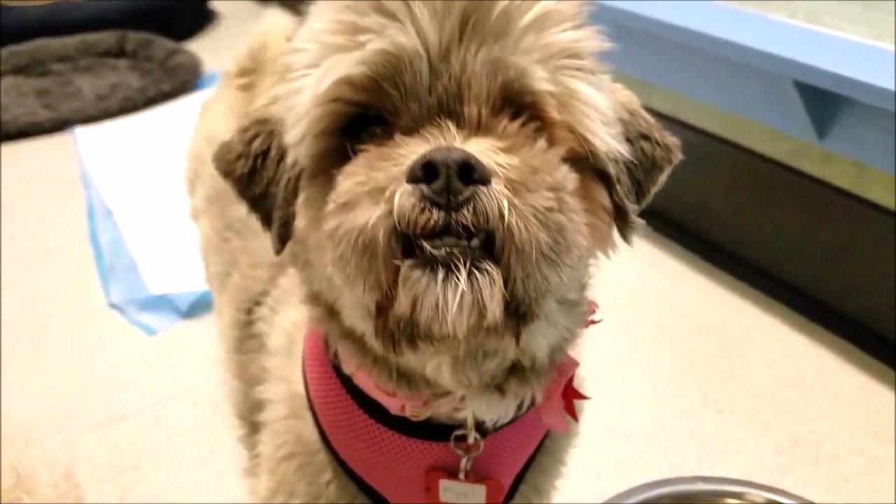 Pippi, a female Lhasa Apso mix at Muttville - YouTube