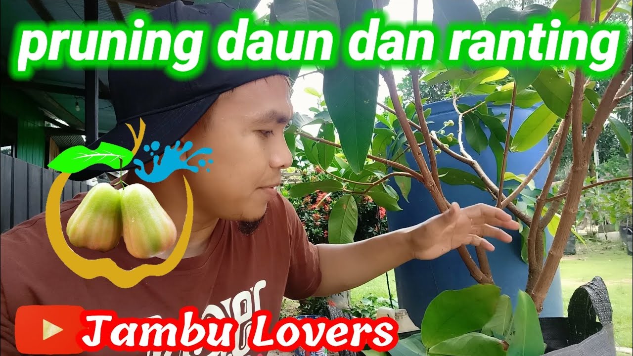 PENTINGNYA PRUNING DAUN DAN RANTING PADA JAMBU AIR TABULAMPOT - YouTube