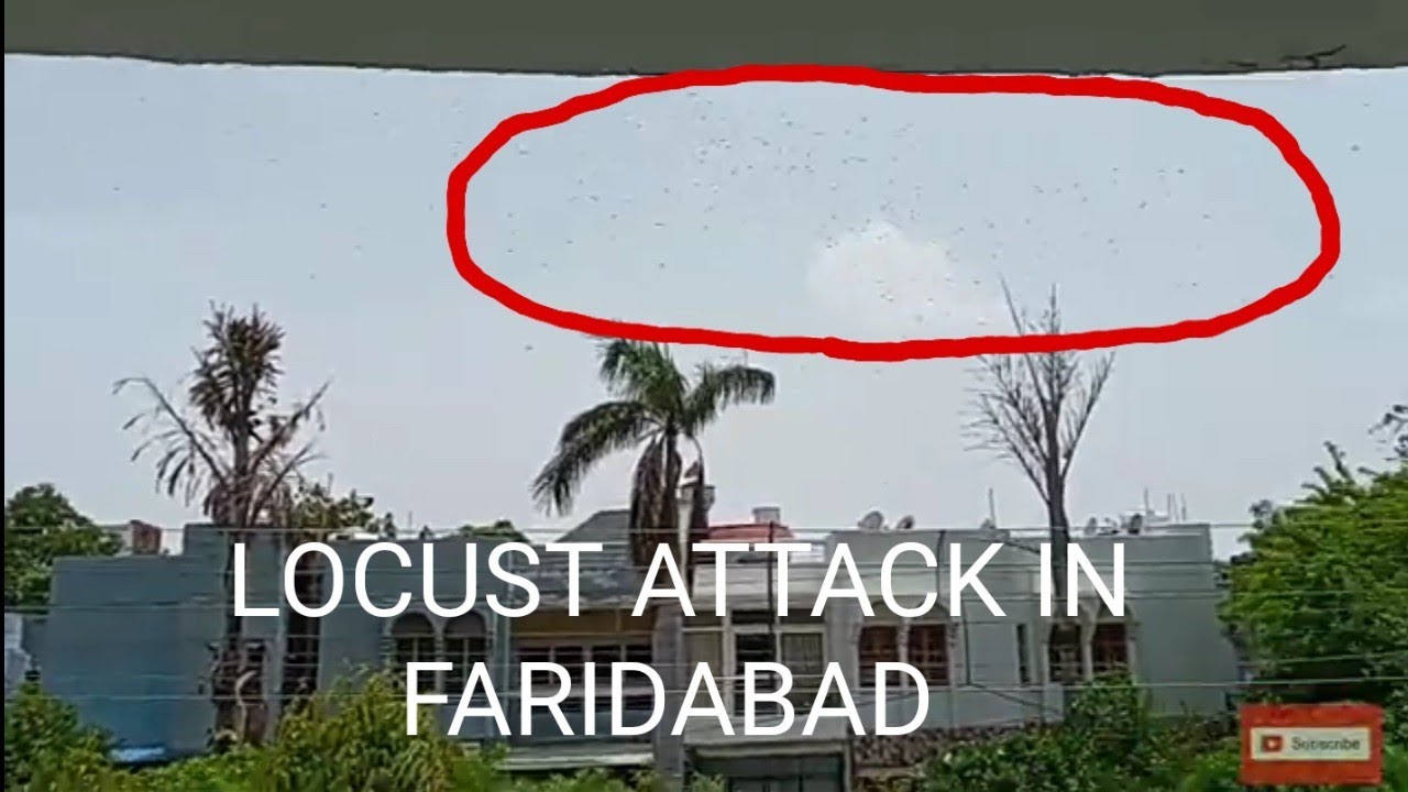Locust attack in Faridabad| 27 June 2020 - YouTube