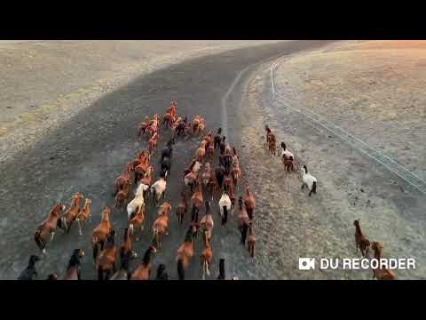 horse whatsapp status🐴//Animal & Nature Lover Whatsapp Status #DogwhatsappStatus  #Horselovers