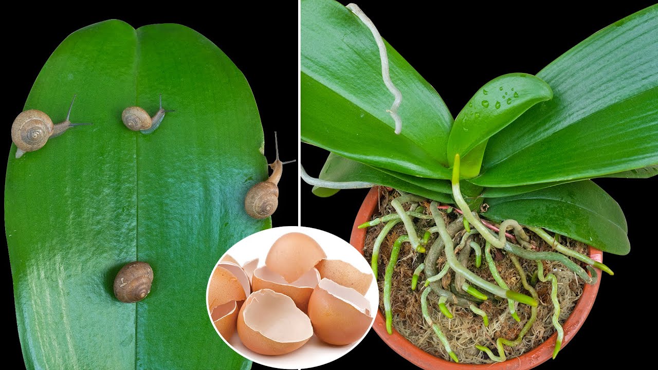 Just 1 fruit is a healthy and pest-free orchid plant - YouTube