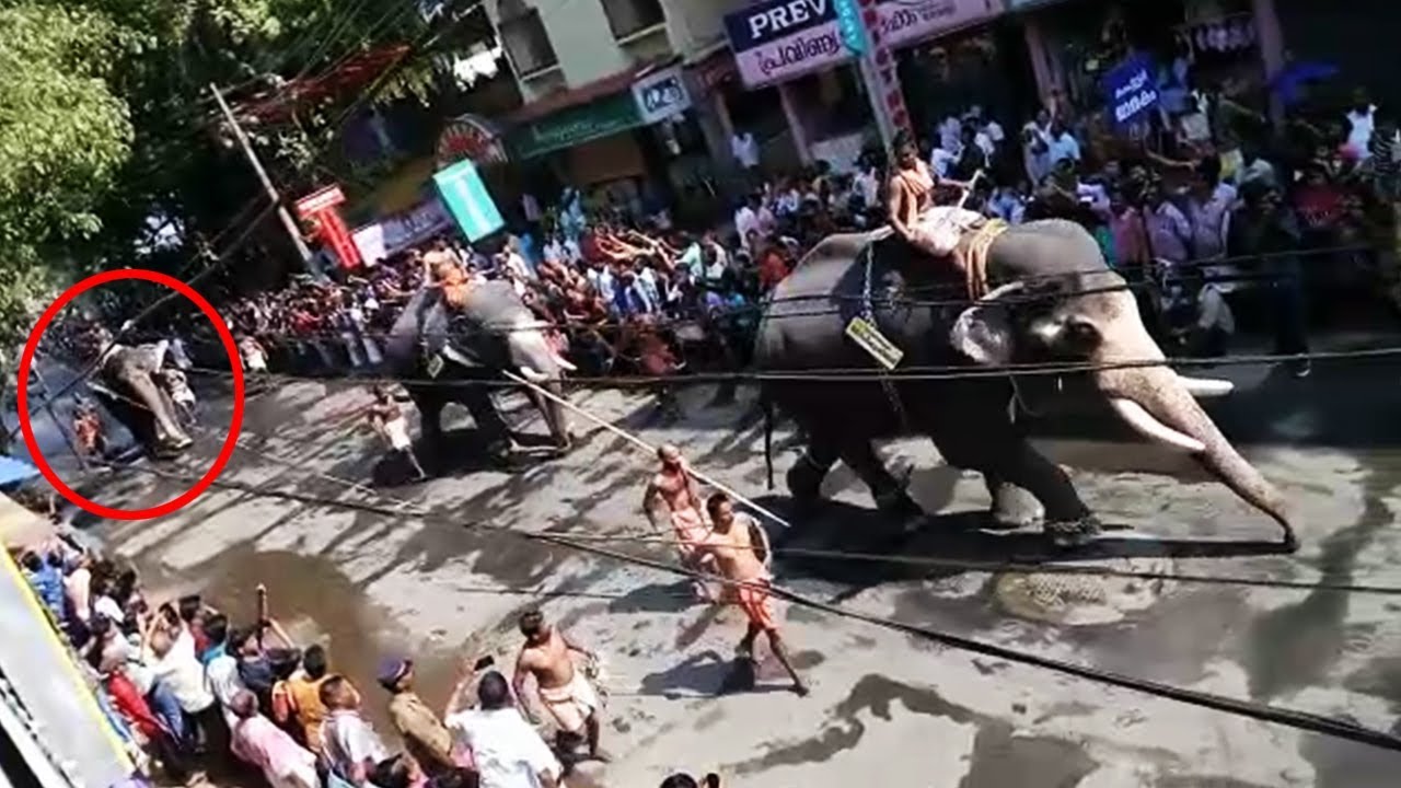 Kerala Elephants Running | Elephants Race @ Guruvayur - YouTube