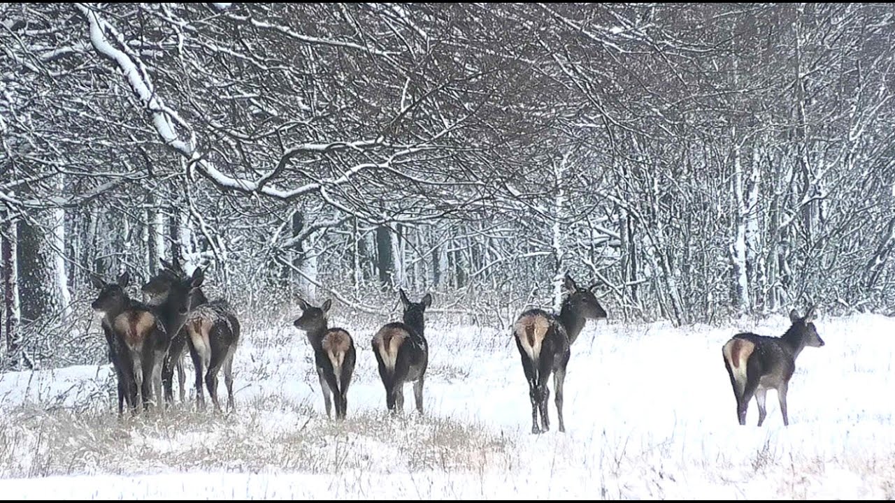 Февральский снег и олени - красота зимнего леса || Snow and red deer ...