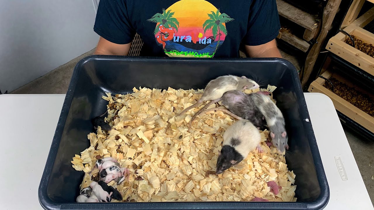 How To Breed Rats - YouTube