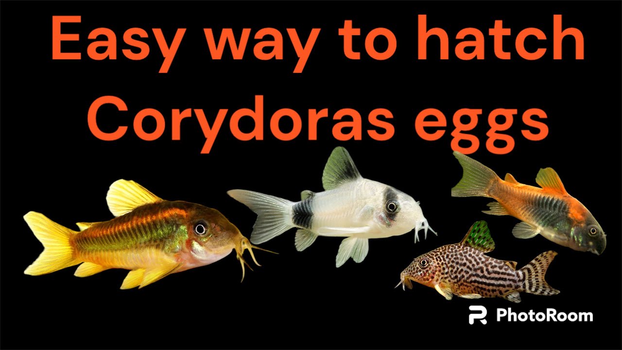 corydoras eggs the easy way to breed and bring up corydoras fry - YouTube