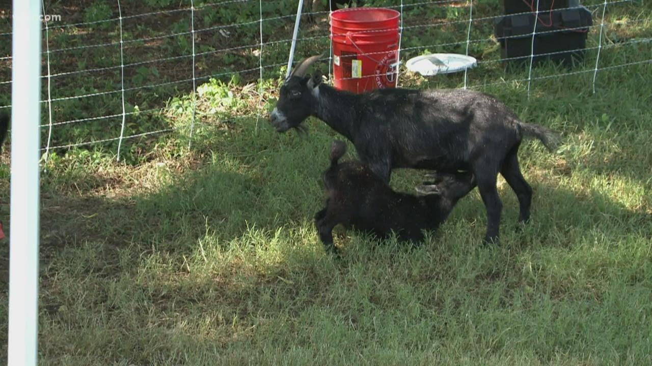 UT goats get "baaaack" to work - YouTube