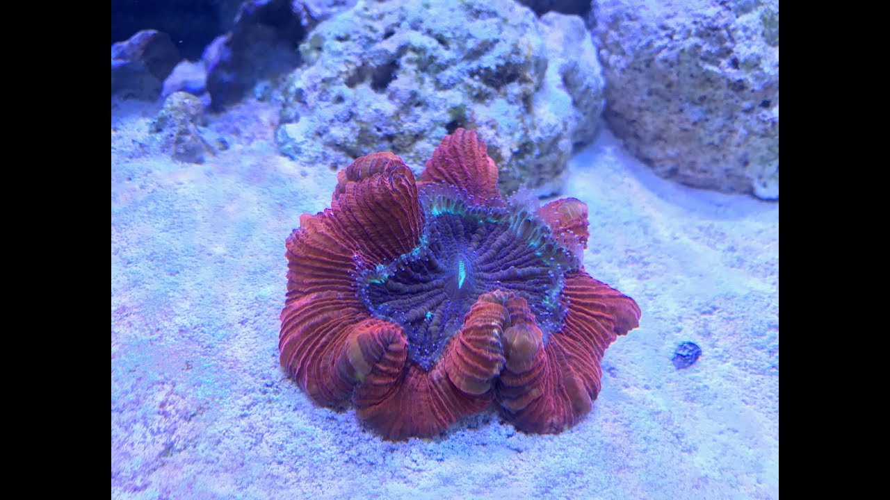Open Brain & Green Button Polyps Coral!!! New Additions to the tank ...