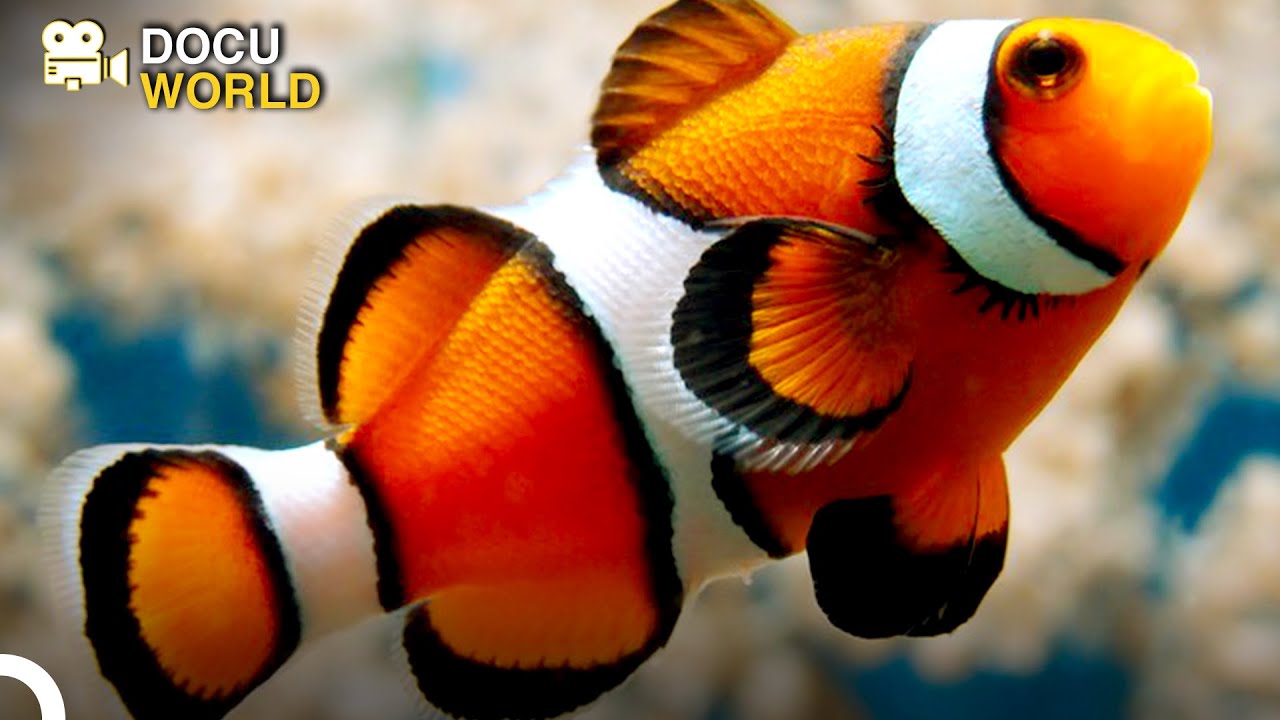 The Amazing Life Cycle Of A Clownfish. - YouTube