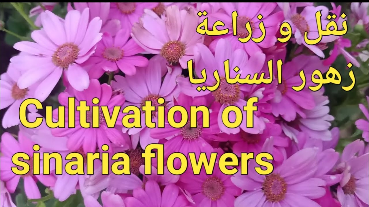 نقل و زراعة زهور السناريا او بريكاليس Transportation and cultivation of ...
