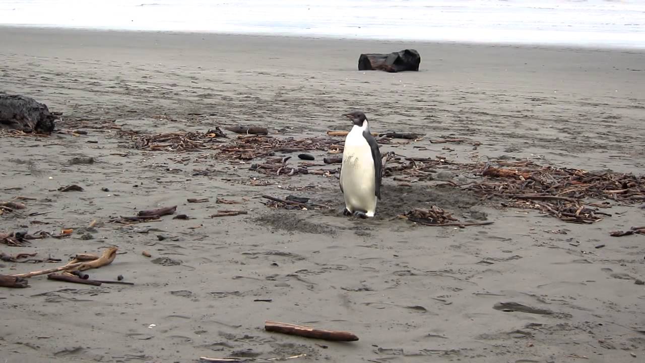 Pingu - Happy Feet - YouTube