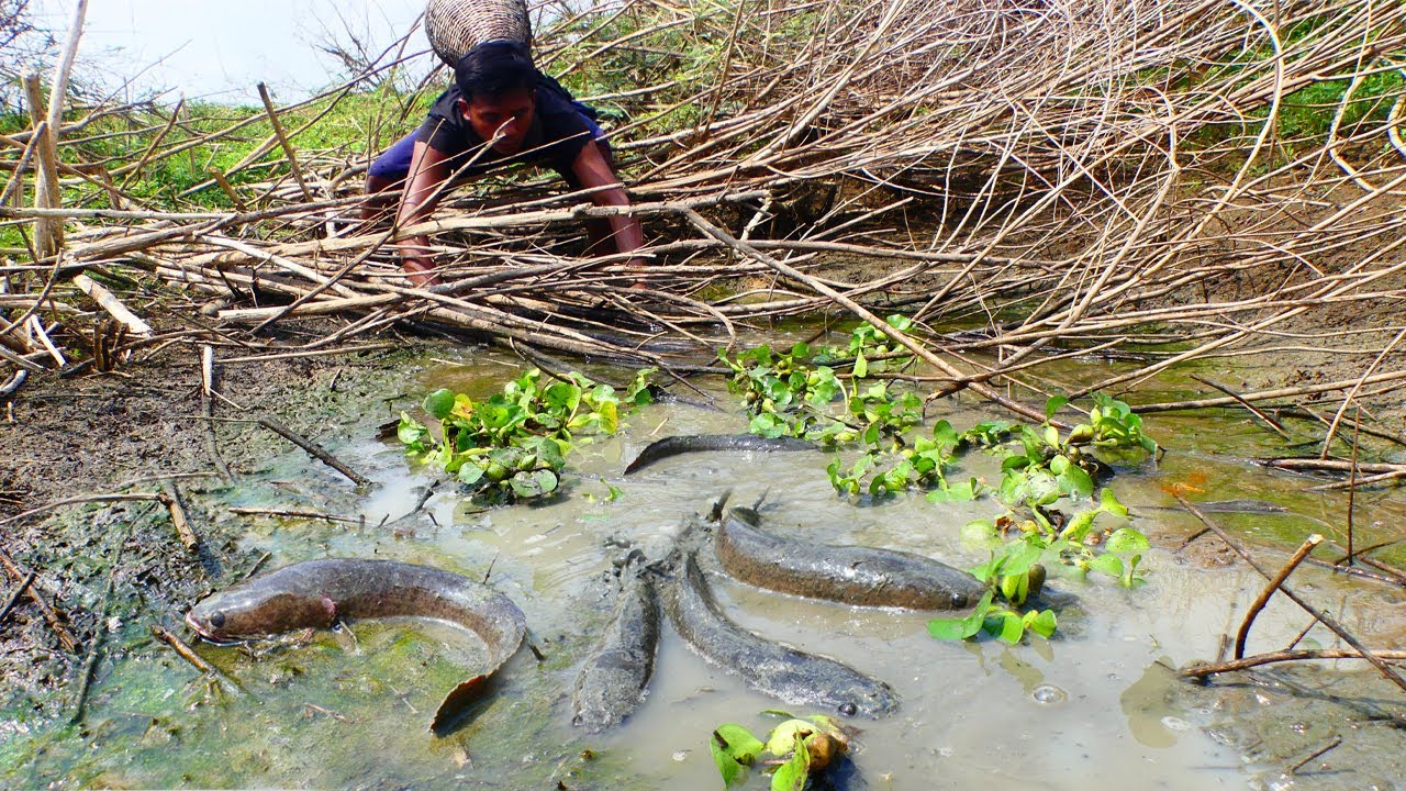 Wow survival fishing! found a lots of fish for a living today - YouTube