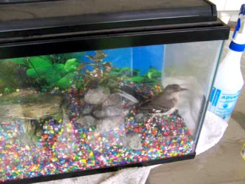 Bird in a Fish Tank-3.mov - YouTube