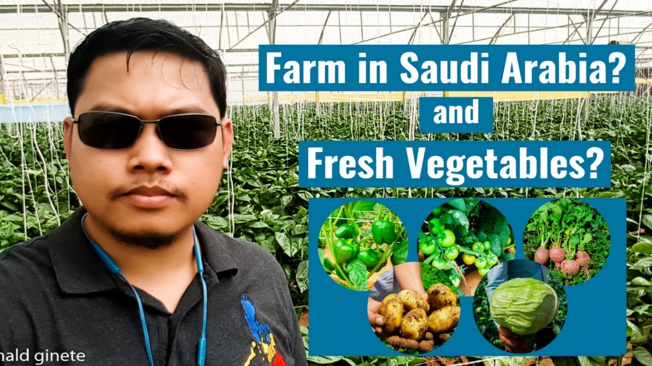 How Vegetable Farm Looks Like in Saudi Arabian Desert - YouTube