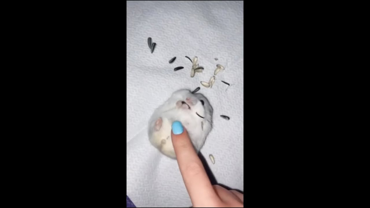 Hamster Getting Belly Rubs While Enjoying a Snack - YouTube