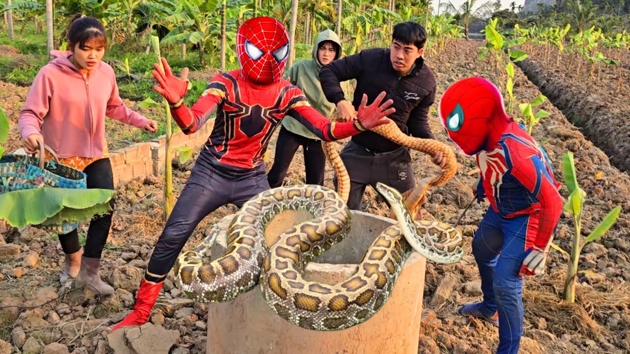 Brave Spider-Man Catch 100 Cobras By Hand - YouTube