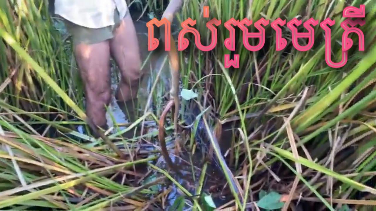 Sharing primitive how to catch snakes 🐍 by using nets(they make love)😱 ...