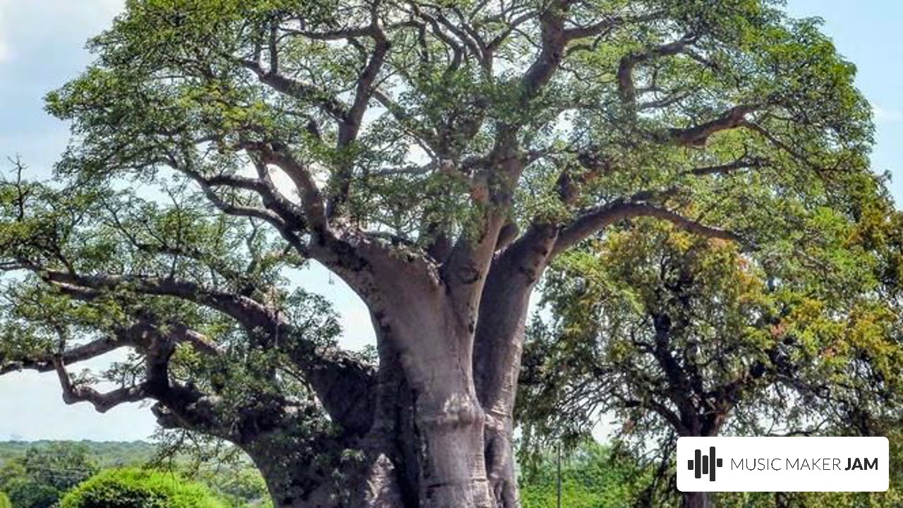 Atomic Enigma - Adansonia - YouTube