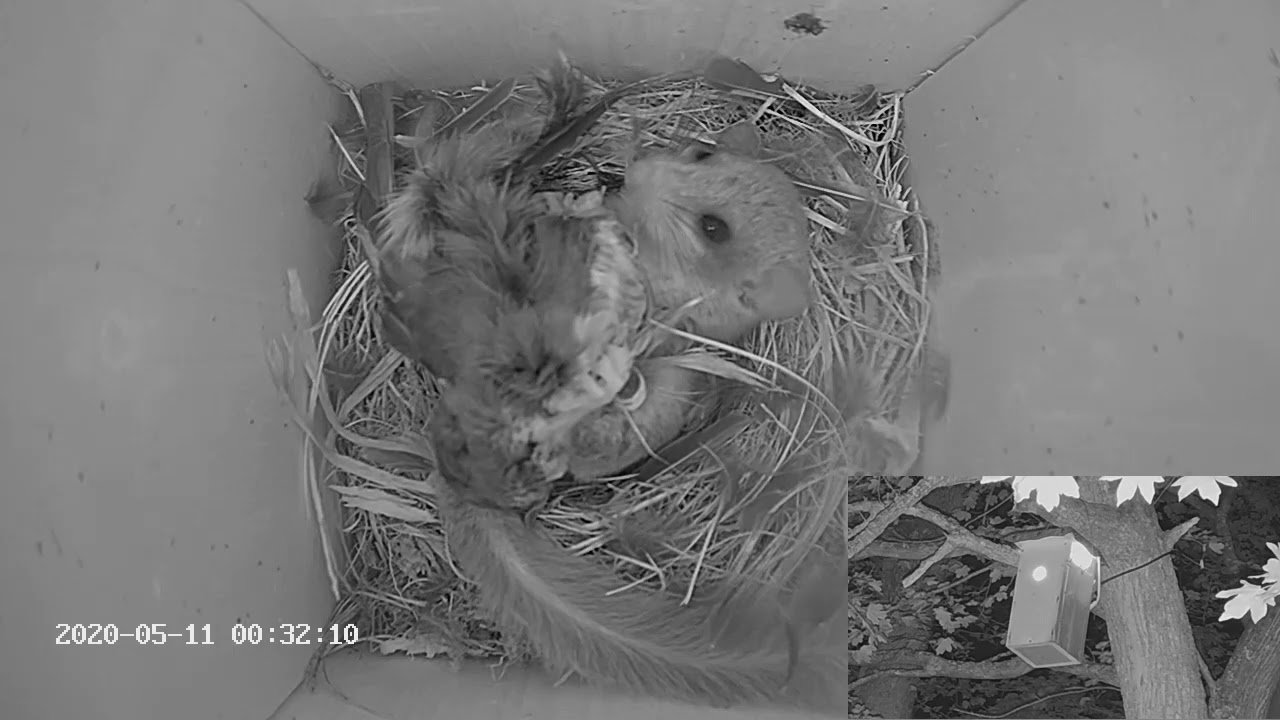 Örvös légykapó és nagy pele harca | edible dormouse vs collared ...