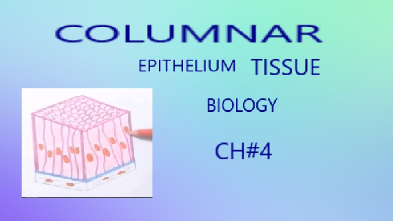Columnar Epithelial Tissue