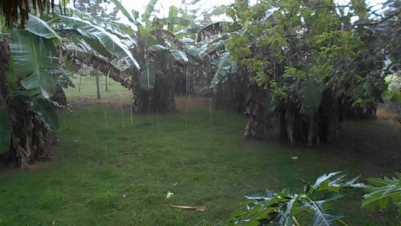 Afternoon Rain in Panama - YouTube