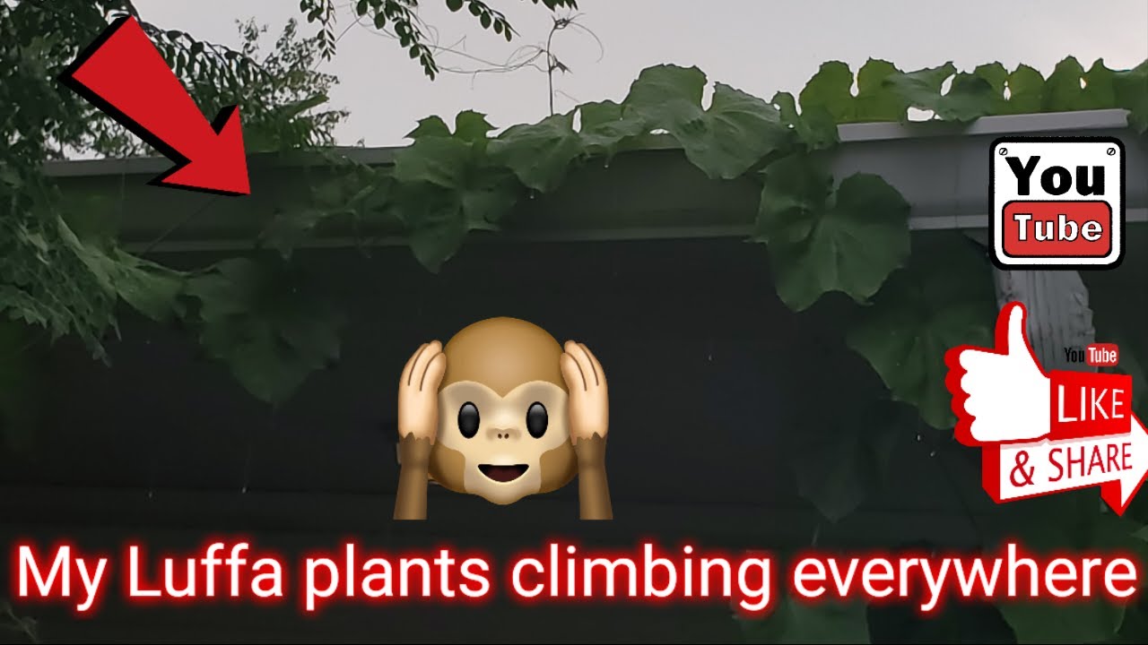 My Luffa plants climbing everywhere - YouTube