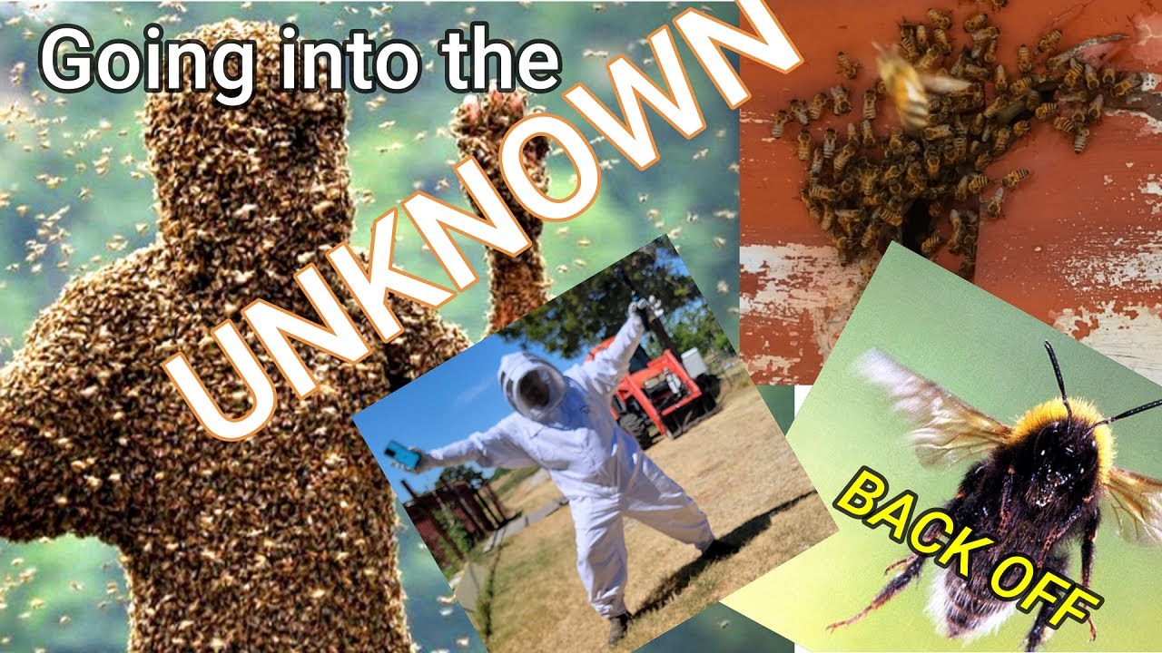 Attack of the KILLER BEES?? Should I RUN or SWAT Them ALL? - YouTube
