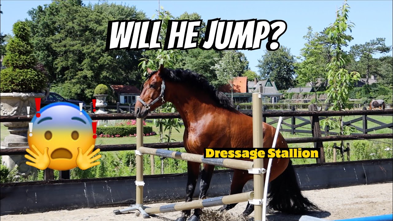 Funny Horse Jumping Pictures