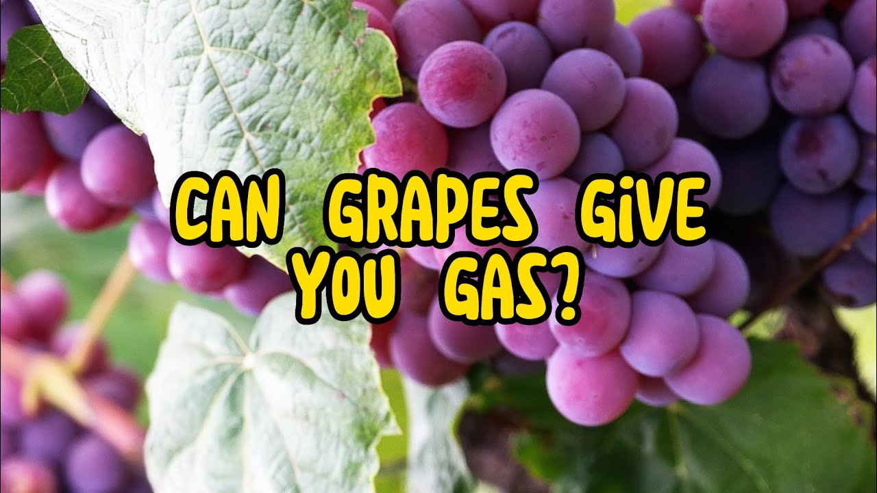 Gas and Grapes: Exploring the Connection for Digestive Health - YouTube