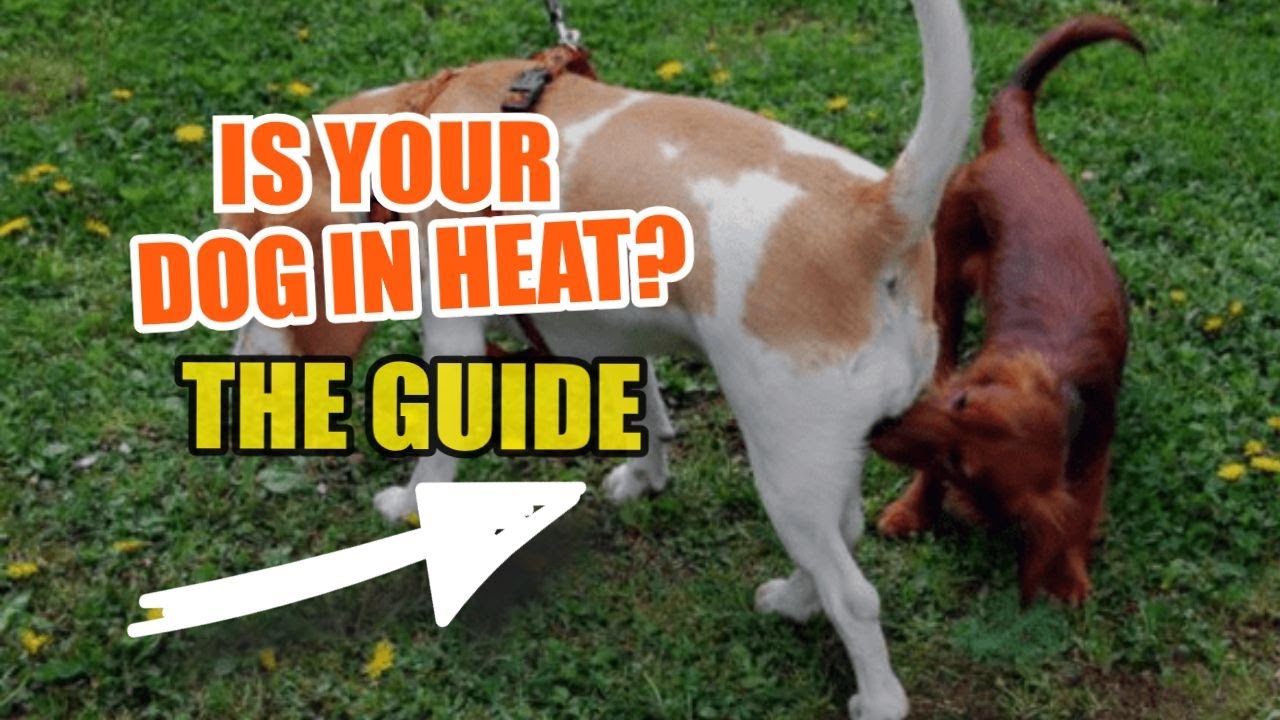 🐕DOGS IN HEAT: 👇Guide to the Female Dog Heat Cycle - YouTube