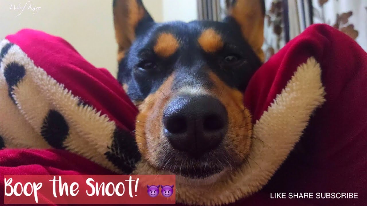 #BooptheSnoot Do not Boop the Snoot 😈 - YouTube