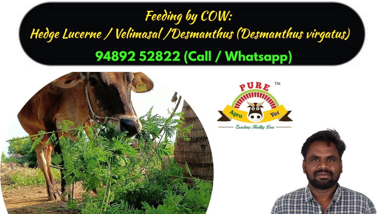 Feeding by COW: Hedge Lucerne / Velimasal /Desmanthus (Desmanthus ...