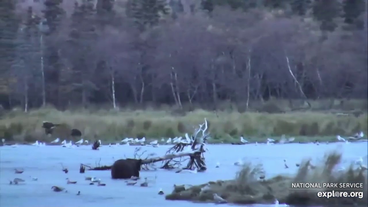 284 is on high alert with one of her cubs limping as 480, 879 and many ...