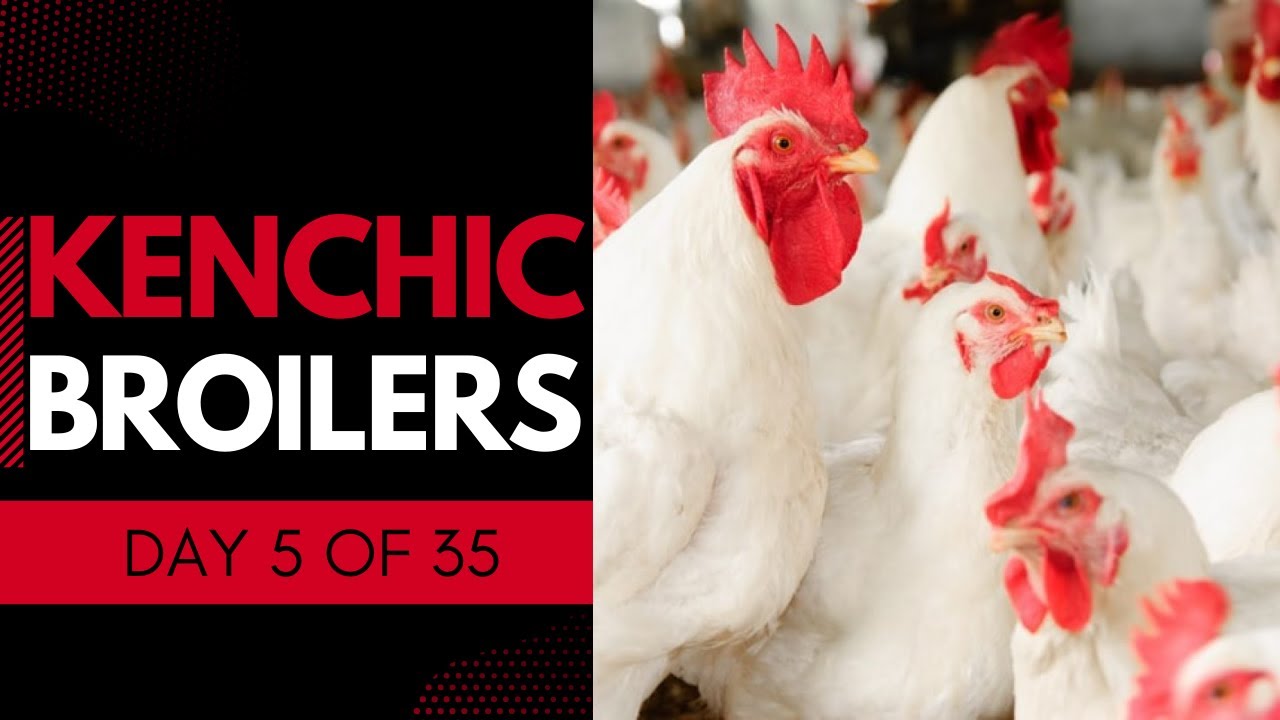 Kenchic Broilers Farming Day 5: Poultry Tips for the Fifth Day #kenchic ...