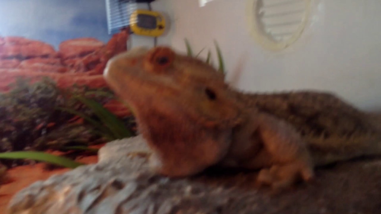 All about my pet lizard - YouTube
