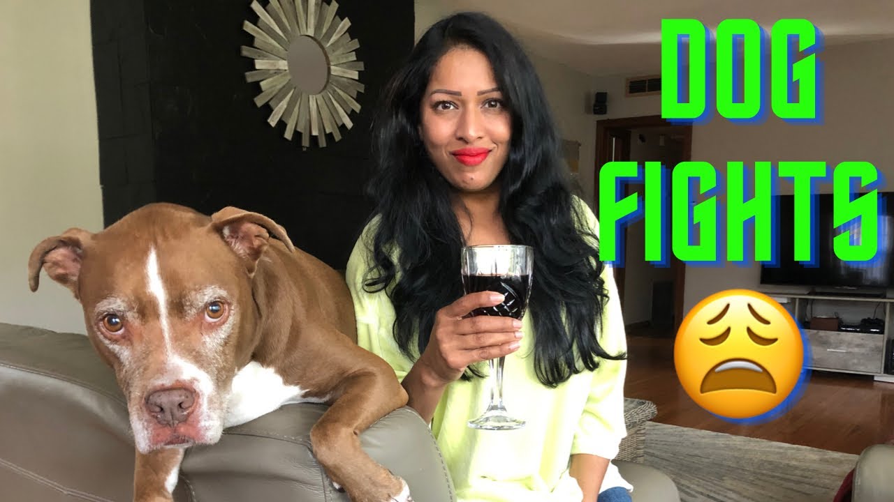 5 Ways to Break Up A Dog Fight (hopefully you’ll never need this🥺 ...