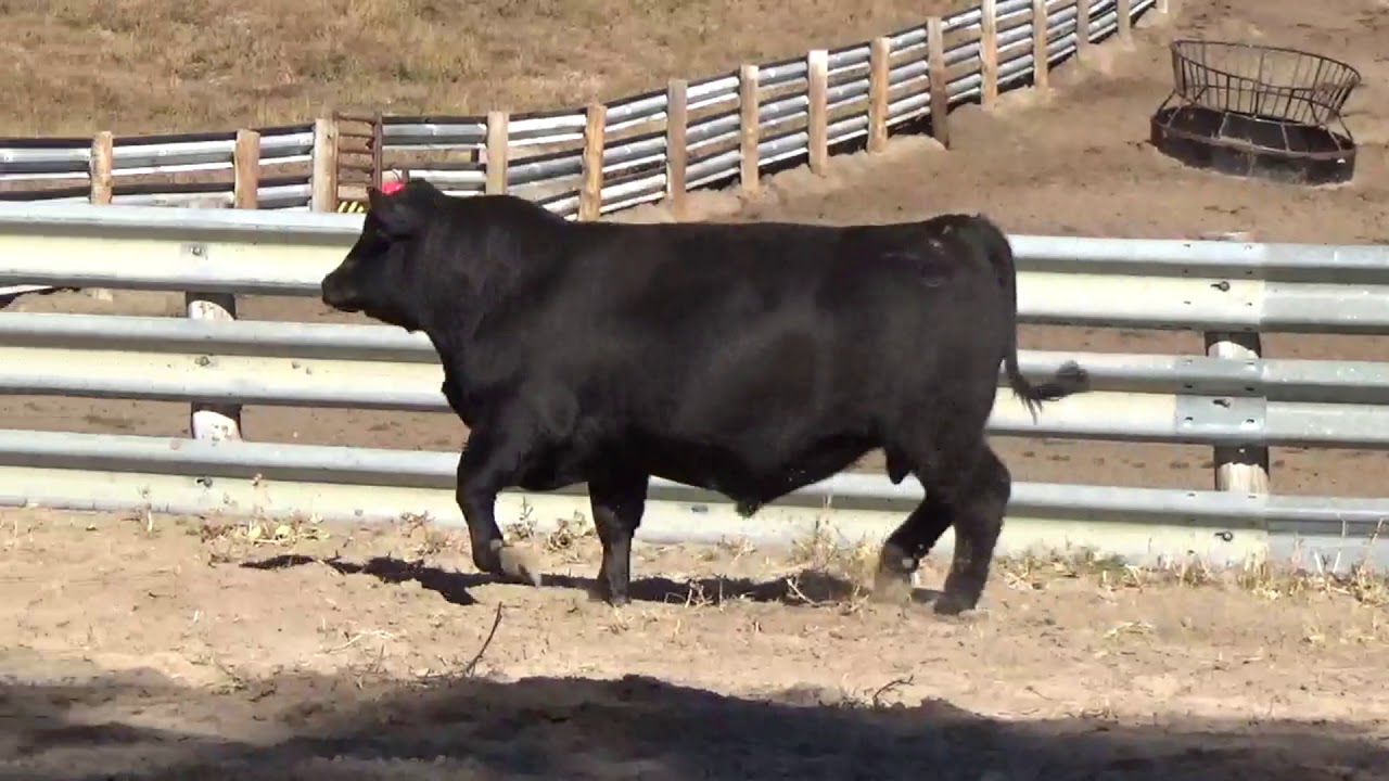 Connealy Angus Lot 34 - YouTube
