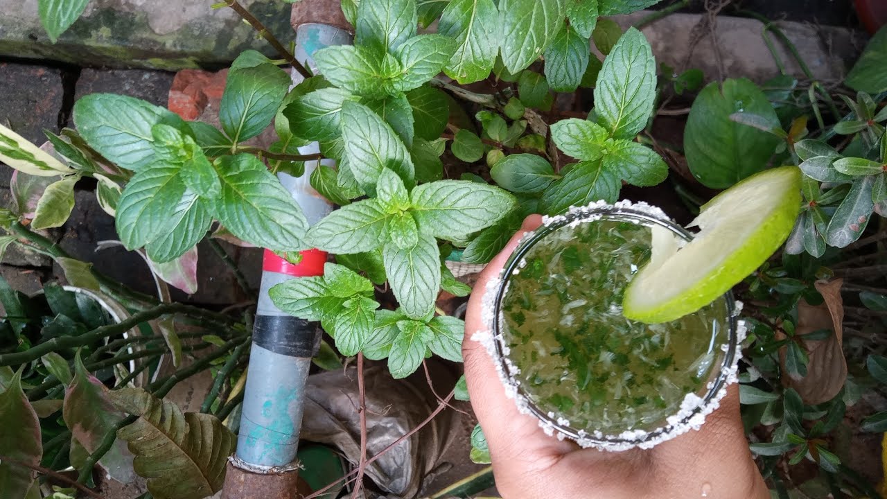 lemon mint recipe for beginners. the easiest way to enjoy your lemonade ...