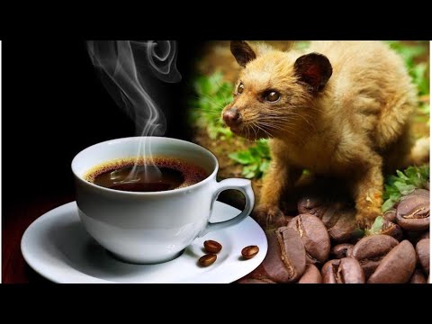 Coffee made with animal's Poop, Luwak Coffee, Bali,World’s Costliest ...