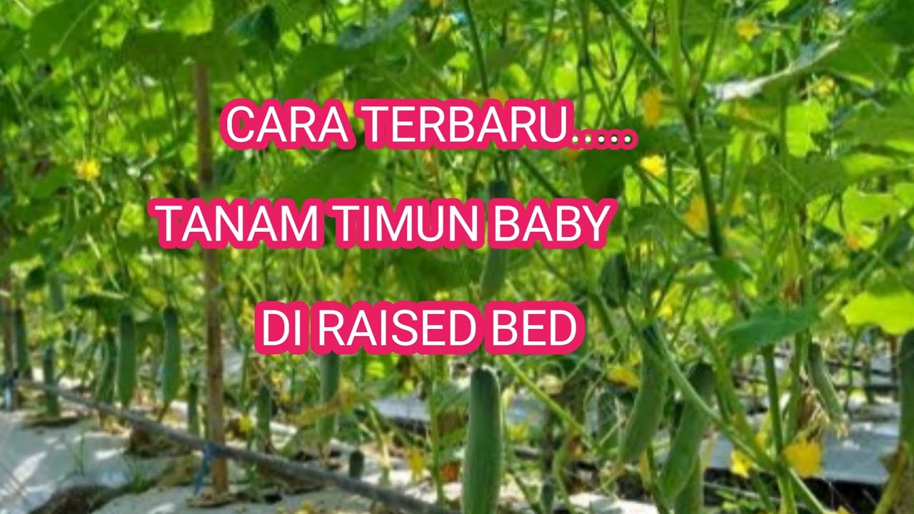 Budidaya timun baby Di Raised bad Kompos - YouTube