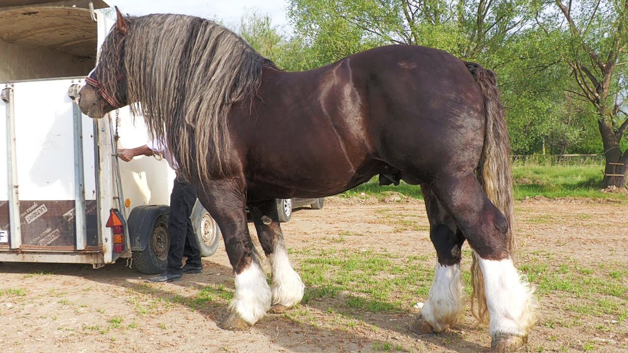 Cai grei 2022 Alex de la Frumosu - Bucovina - YouTube